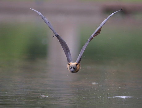 Flying Fox Bat Swooping Down On Editorial Stock Photo - Stock Image ...