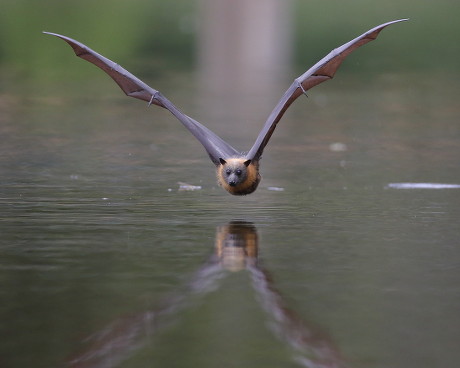 Flying Fox Bat Swooping Down On Editorial Stock Photo - Stock Image ...