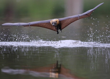 Flying Fox Bat Swooping Down On Editorial Stock Photo - Stock Image ...