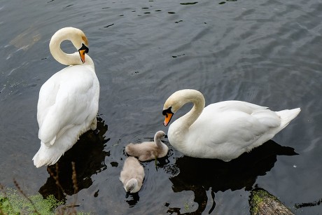 Cob Male Swan Left Pen Female Editorial Stock Photo - Stock Image ...