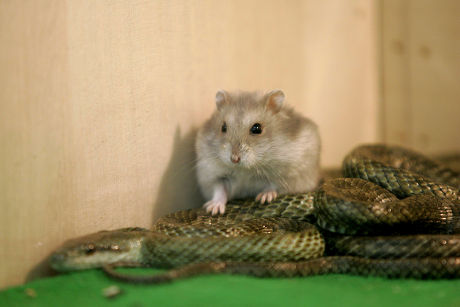 Aochan Snake Gohan Hamster Editorial Stock Photo - Stock Image ...