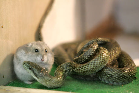 Aochan Snake Gohan Hamster Editorial Stock Photo - Stock Image ...