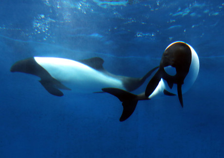 Commersons Piebald Dolphins Known Panda Dolphins Editorial Stock Photo ...