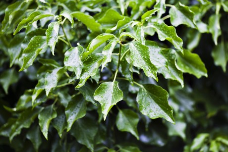 2 Ivy drip Stock Pictures, Editorial Images and Stock Photos | Shutterstock