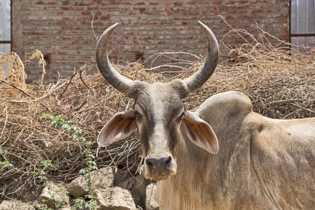 ZEBU HUMP CATTLE BOS PRIMIGENIUS INDICUS Editorial Stock Photo - Stock ...