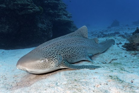 58 Leopard shark Stock Pictures, Editorial Images and Stock Photos ...