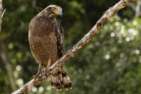 Mountain Hawkeagle Hodgsons Hawkeagle Nisaetus Nipalensis Editorial Stock Photo - Stock Image ...