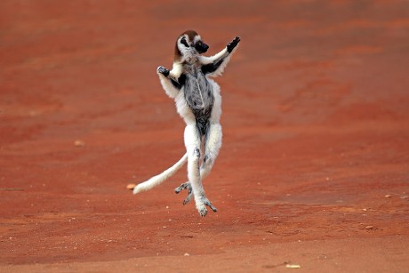 79 Monkey jumps Stock Pictures, Editorial Images and Stock Photos ...