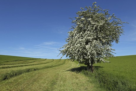 Blossoming Singleseeded Hawthorn Crataegus Monogyna Solitary Editorial ...