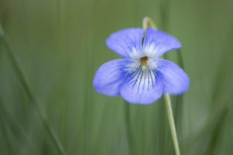 250 Heath violet Stock Pictures, Editorial Images and Stock Photos ...
