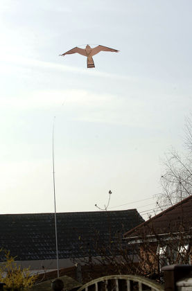 Neighbours Kite Shape Hawk Used Frighten Editorial Stock Photo - Stock ...