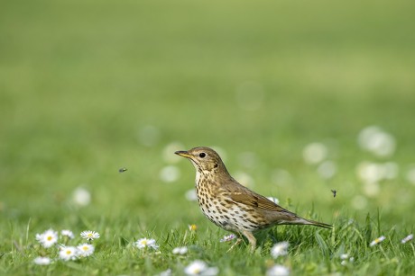 250 Song thrush Stock Pictures, Editorial Images and Stock Photos ...