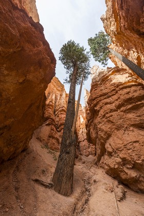 9 Douglas spruce Stock Pictures, Editorial Images and Stock Photos ...