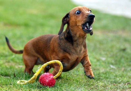 69 Devil dog Stock Pictures, Editorial Images and Stock Photos ...