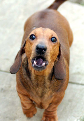 69 Devil dog Stock Pictures, Editorial Images and Stock Photos ...