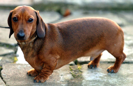 69 Devil dog Stock Pictures, Editorial Images and Stock Photos ...