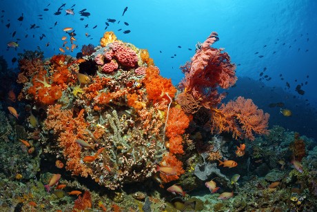 23 Ascidiae Stock Pictures, Editorial Images and Stock Photos ...
