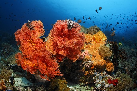 Coral Colony Fish Invertebrates Stony Coral Editorial Stock Photo ...