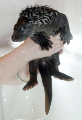 18 Splosh Stock Pictures, Editorial Images and Stock Photos | Shutterstock