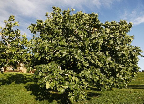 250 Fig trees Stock Pictures, Editorial Images and Stock Photos ...