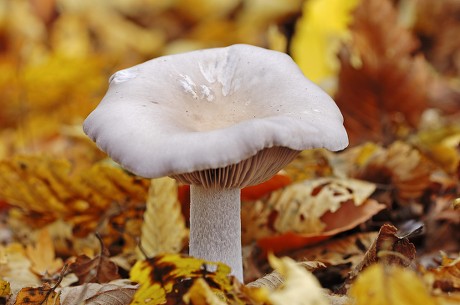 11 Blue stalk mushroom Stock Pictures, Editorial Images and Stock ...