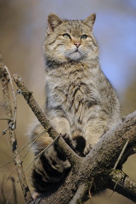 Wildcat Felis Silvestris Male Tomcat Enclosure Editorial Stock Photo ...