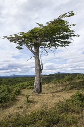 22 Arboles Stock Pictures, Editorial Images and Stock Photos | Shutterstock