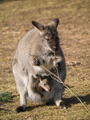 Rednecked Wallaby Bennetts Wallaby Macropus Rufogriseus Editorial Stock ...