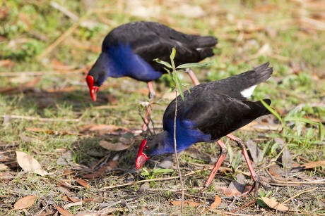 12 Pukekos Stock Pictures, Editorial Images and Stock Photos | Shutterstock