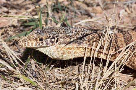 58 Sand monitor Stock Pictures, Editorial Images and Stock Photos ...