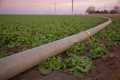 Irrigation Pipe Field Lettuce Imperial Valley Editorial Stock Photo ...