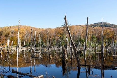 8 Beaver national forest Stock Pictures, Editorial Images and Stock ...