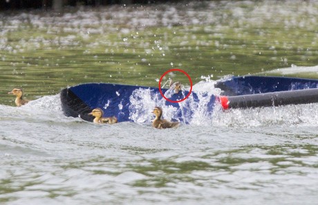 Duckling killed by Cambridge University rowing crew, UK - 10 Jun 2016 ...