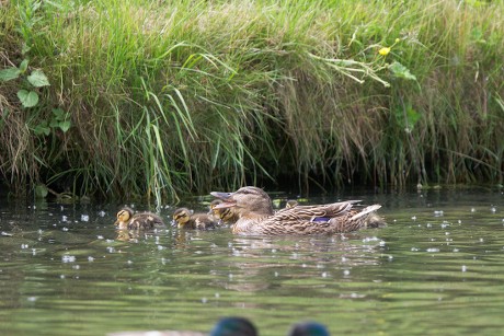 Duck Her Surviving Ducklings Editorial Stock Photo - Stock Image ...