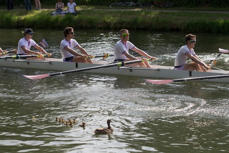 Duckling killed by Cambridge University rowing crew, UK - 10 Jun 2016 ...