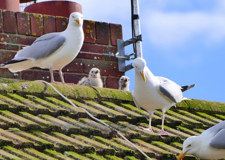 Seagulls Nesting On Rooves Houses Residential Editorial Stock Photo ...