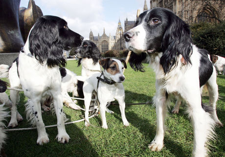 Dog Owners Working Dogs Lobby Parliament Editorial Stock Photo - Stock ...