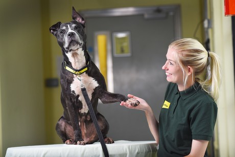 Staffordshire Bull Terrier Storm Kate Golding Editorial Stock Photo ...