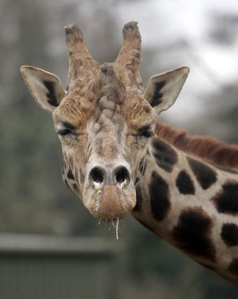 Paddy Male Giraffe Who Survived Fire Editorial Stock Photo - Stock ...