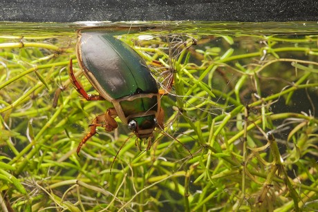 23 Chlorobionta Stock Pictures, Editorial Images and Stock Photos ...