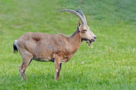 11 Capra sibirica Stock Pictures, Editorial Images and Stock Photos ...