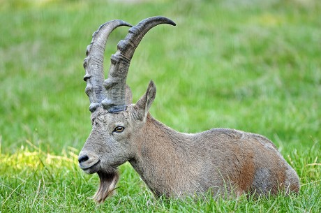 11 Capra sibirica Stock Pictures, Editorial Images and Stock Photos ...
