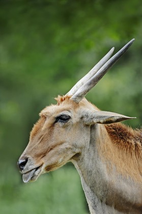 56 Bovid species Stock Pictures, Editorial Images and Stock Photos ...