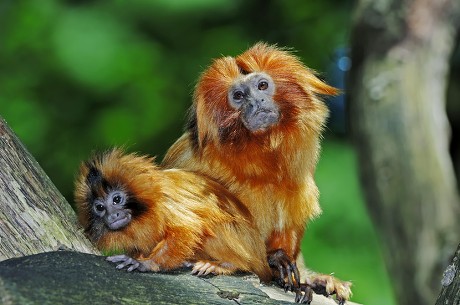 Golden Lion Tamarin Golden Marmoset Leontopithecus Editorial Stock ...