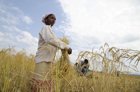 250 People sowing crop Stock Pictures, Editorial Images and Stock ...