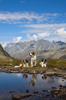 Three St Bernard Dogs Fondation Barry Editorial Stock Photo - Stock ...