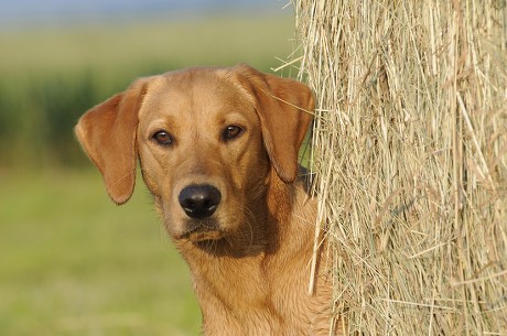 Labrador Retriever Female Dog Portrait Standing Editorial Stock Photo ...