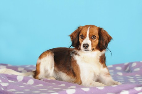 24 Dutch decoy dog Stock Pictures, Editorial Images and Stock Photos ...