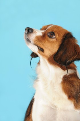 24 Dutch decoy dog Stock Pictures, Editorial Images and Stock Photos ...