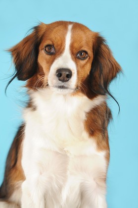 24 Dutch decoy dog Stock Pictures, Editorial Images and Stock Photos ...